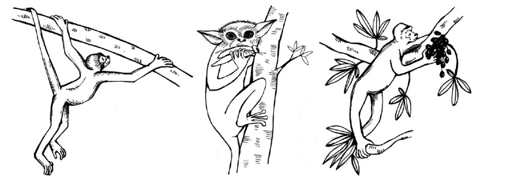 Primate Evolution – Explorations: An Open Invitation to Biological ...