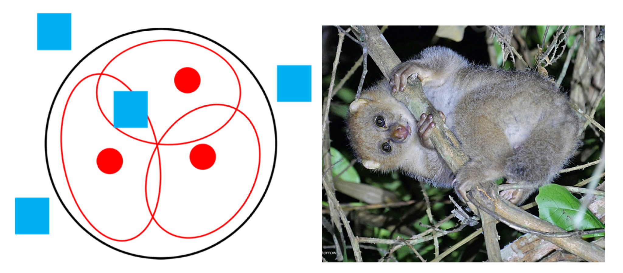 Primate Ecology and Behavior – Explorations: An Open Invitation to ...