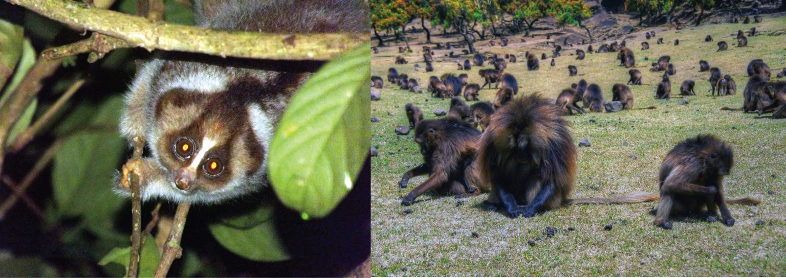 Primate Ecology and Behavior – Explorations: An Open Invitation to ...