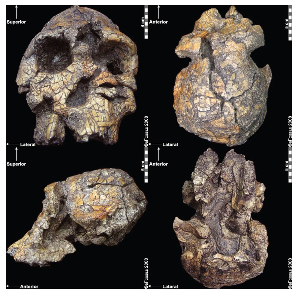 Early Hominins – Explorations: An Open Invitation to Biological ...
